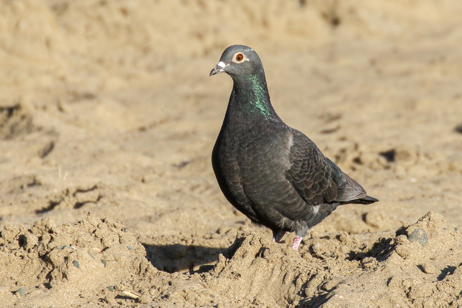 Birding Dublin, Birdwatching Balbriggan, Balbriggan Beach