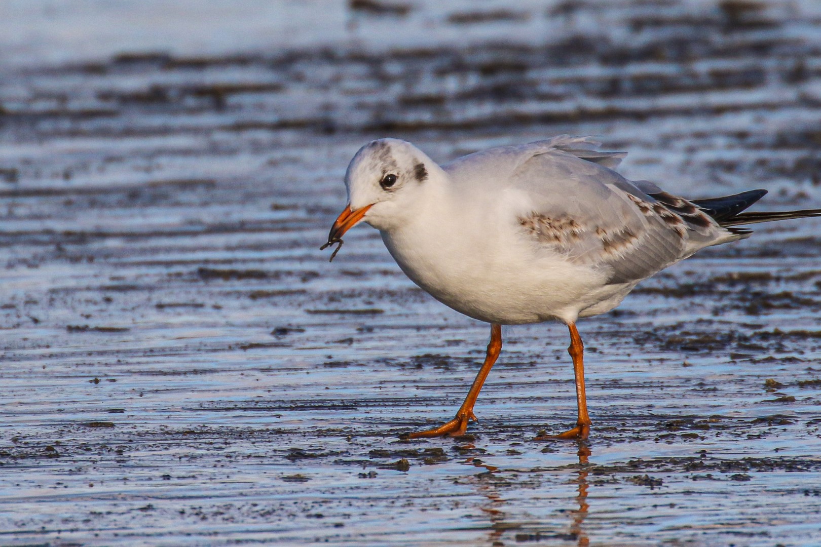 Birding Dublin, Birdwatching Balbriggan, Balbriggan Beach