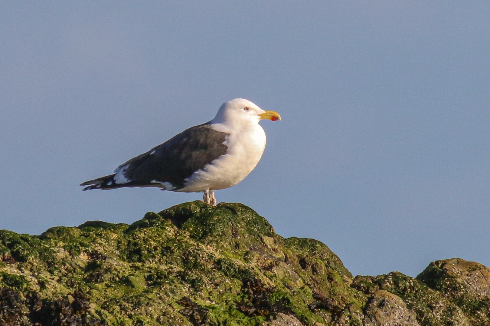 Birding Dublin, Birdwatching Balbriggan, Balbriggan Beach