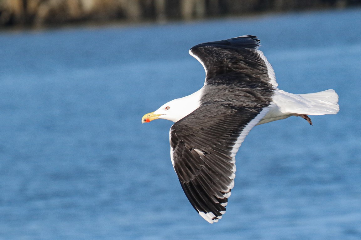 Bird Watching Clogher Head, Birding Clogherhead Louth