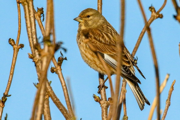 Bird Watching Clogher Head, Birding Clogherhead Louth