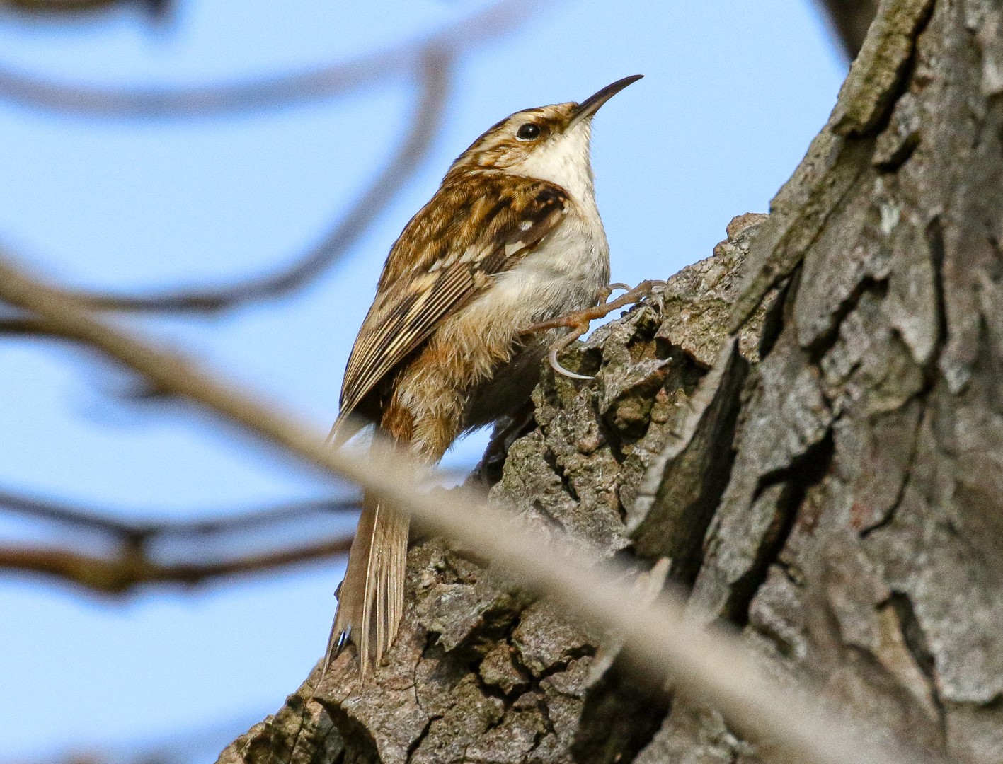 Birdwatching Leinster, Birding Leinster, Birding Ireland
