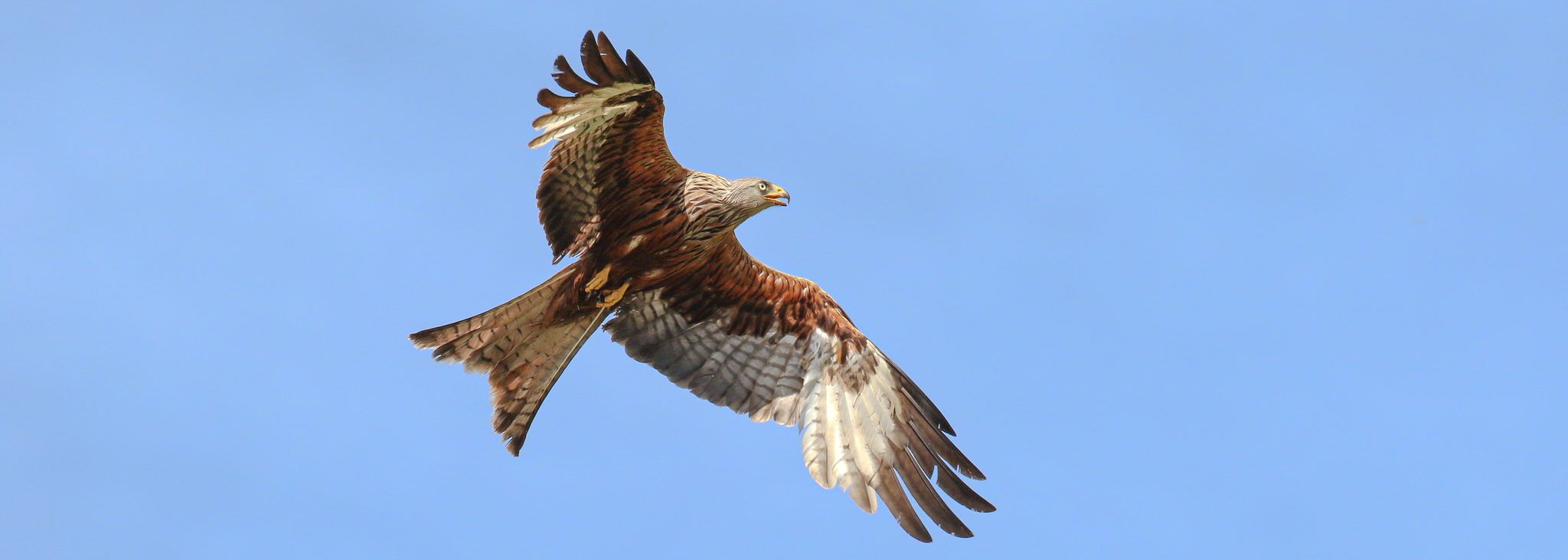 Birding Red Kites Ireland, Bird Watching Red Kites Avoca