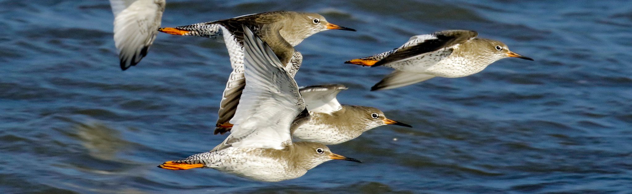 Bird Watching Dundalk, a superb birding site in Ireland