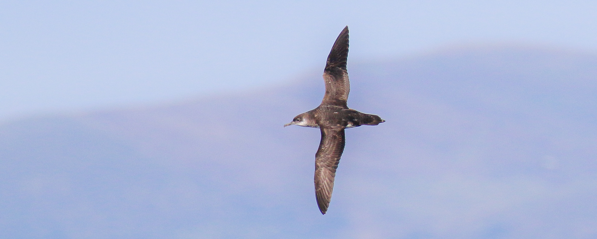 Birdwatching Blasket Islands, Birding Kerry, Birding Ventry
