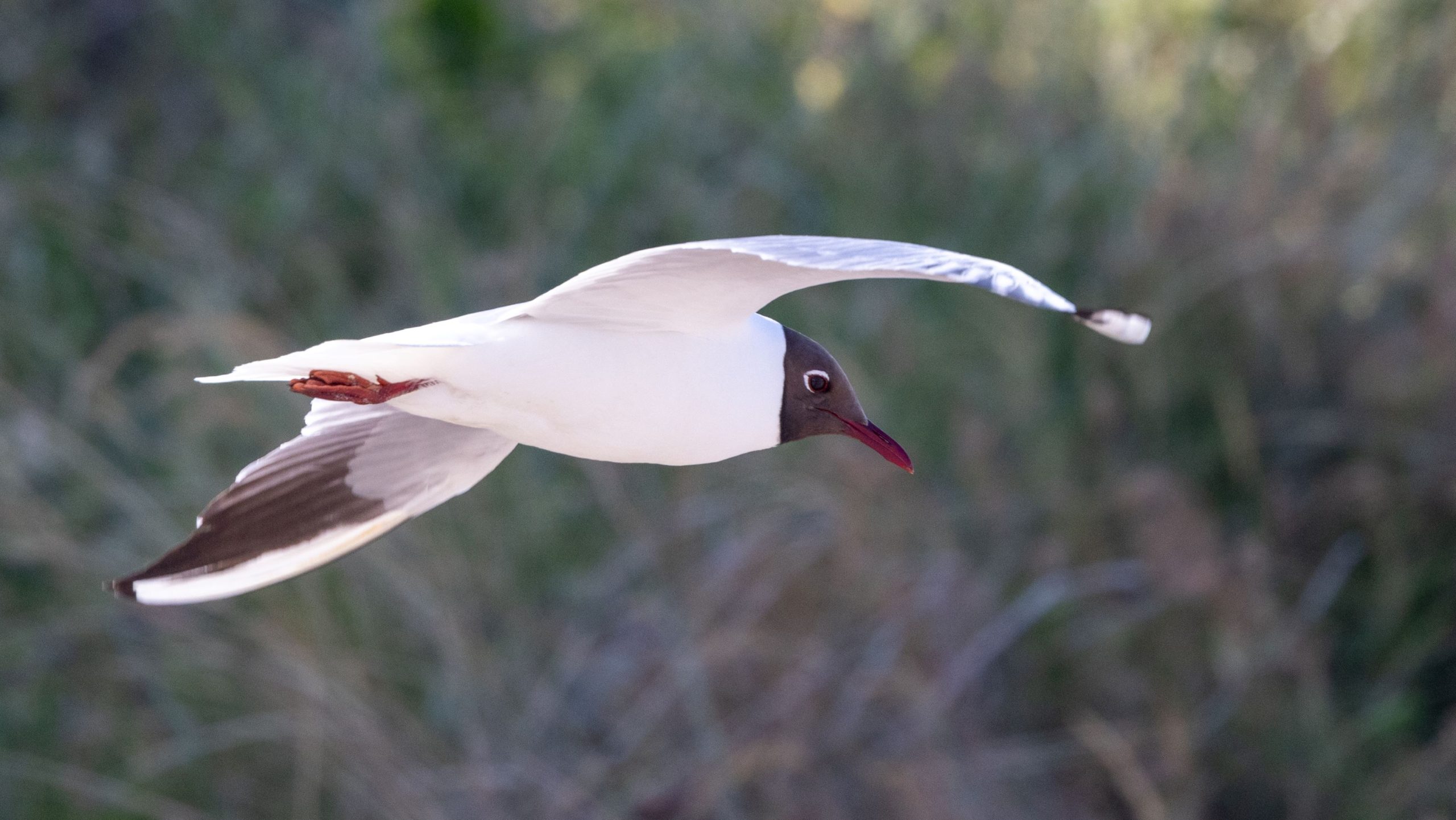 Best places to go Birdwatching in Ireland, Birding Ireland