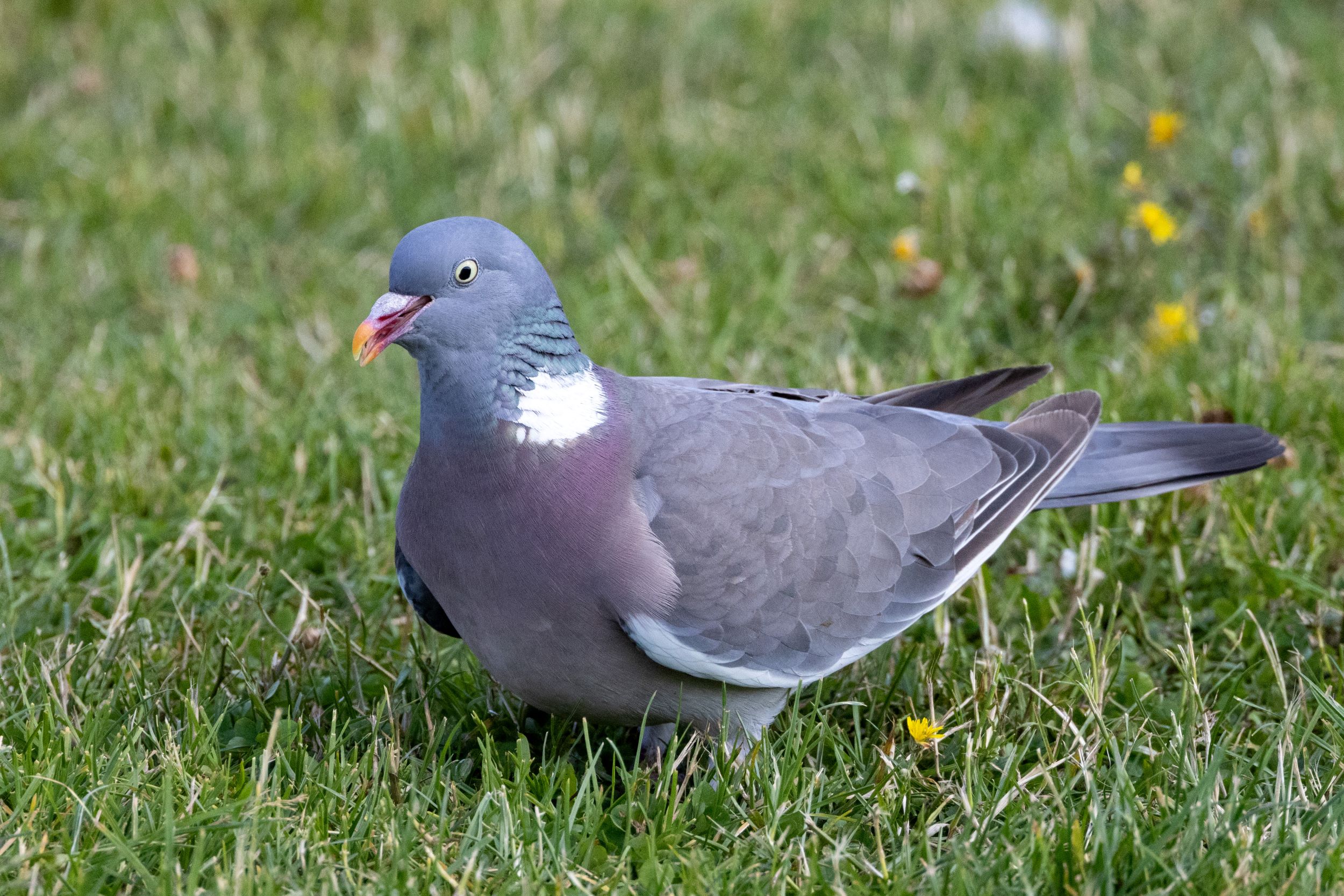 Bird Watching Dublin, Birding Monkstown, Dun LaoghaireMonkstown