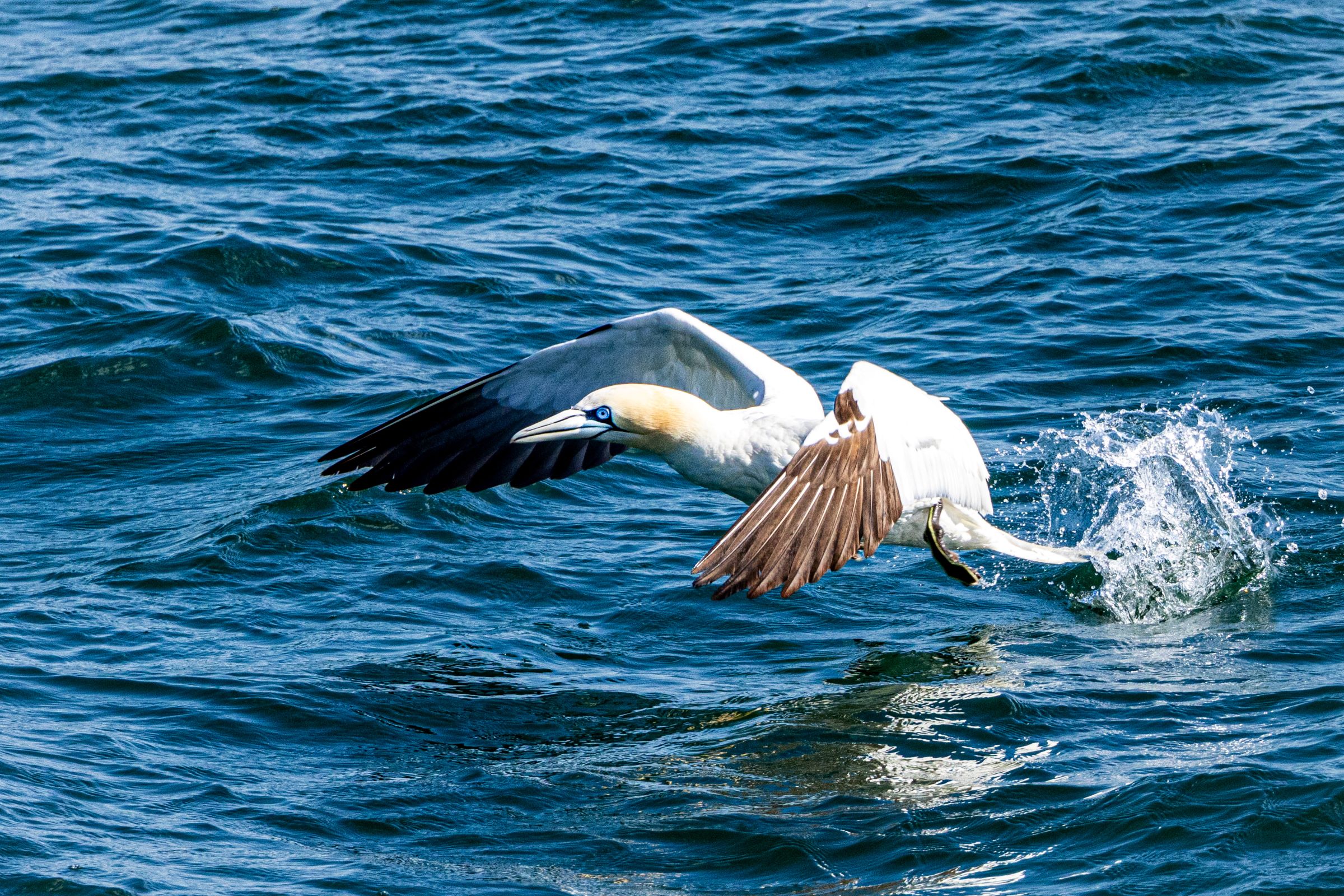 Go Birding in Dublin, 36 Birdwatching sites in Dublin