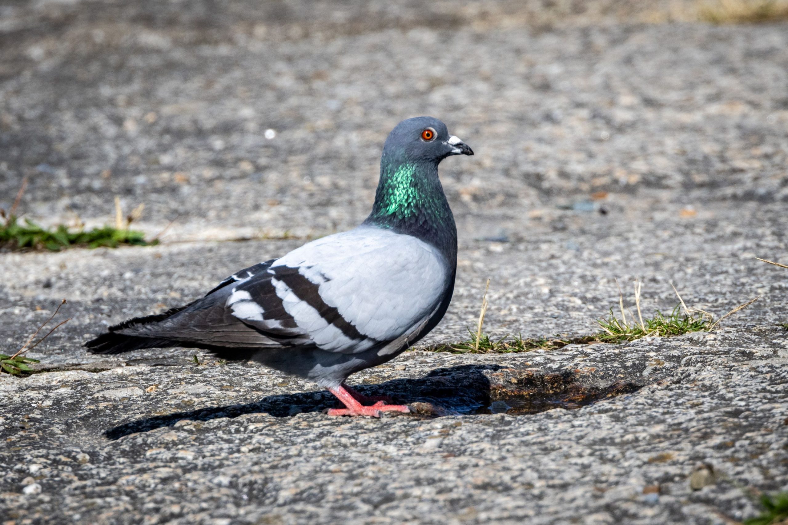Bird Watching Dublin, Birding Monkstown, Dun LaoghaireMonkstown