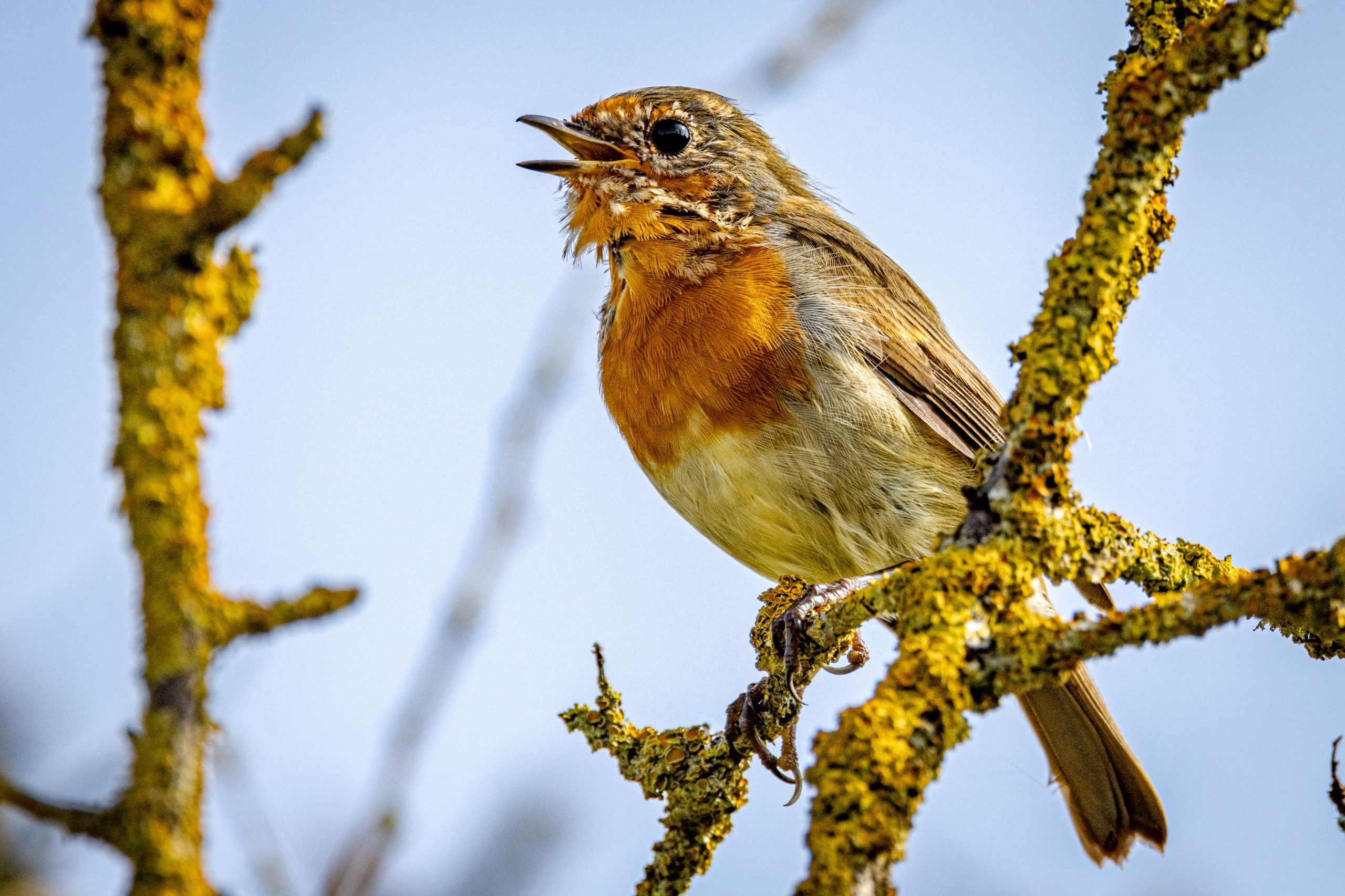 Go Birding in Dublin, 36 Birdwatching sites in Dublin