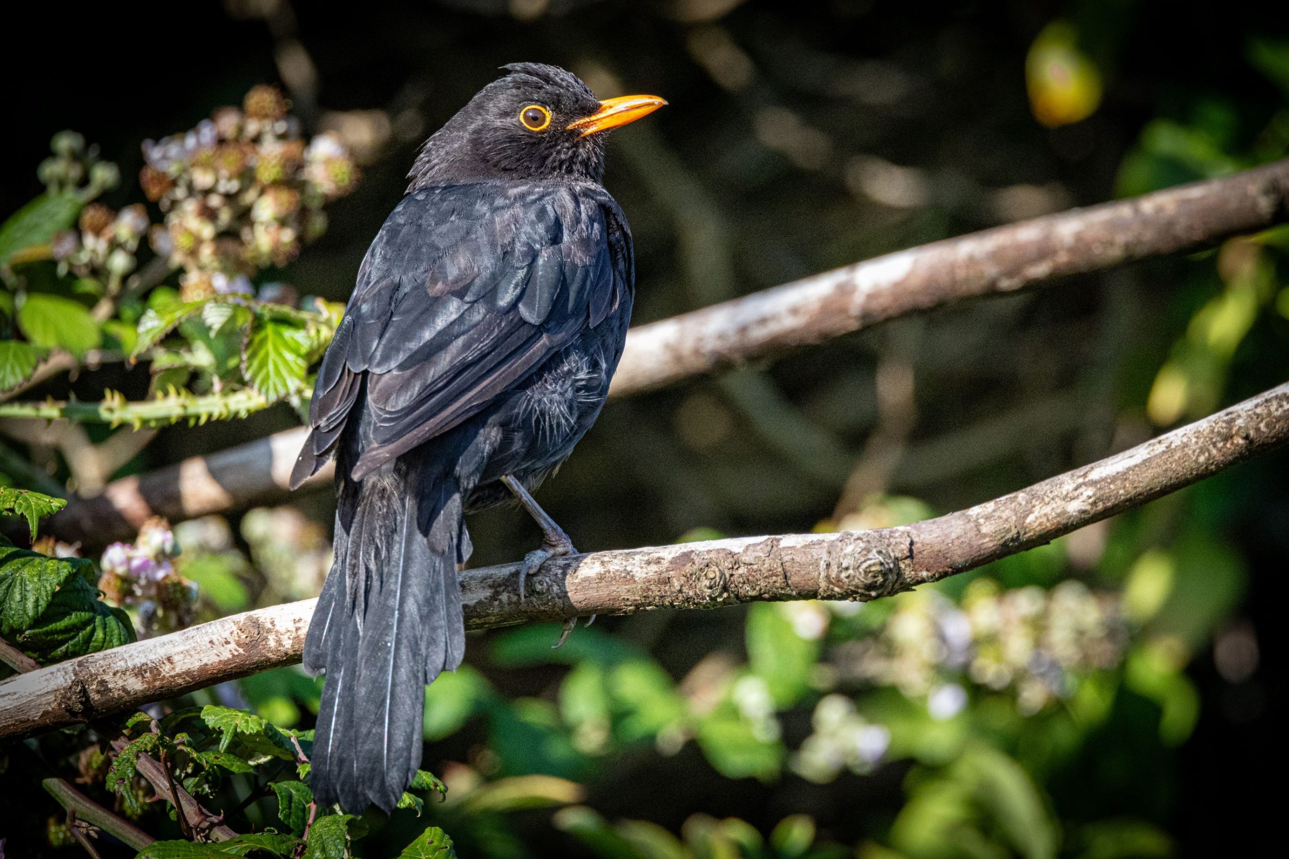 Bird Watching Dublin, Birding Killiney Hill, Birding Dalkey