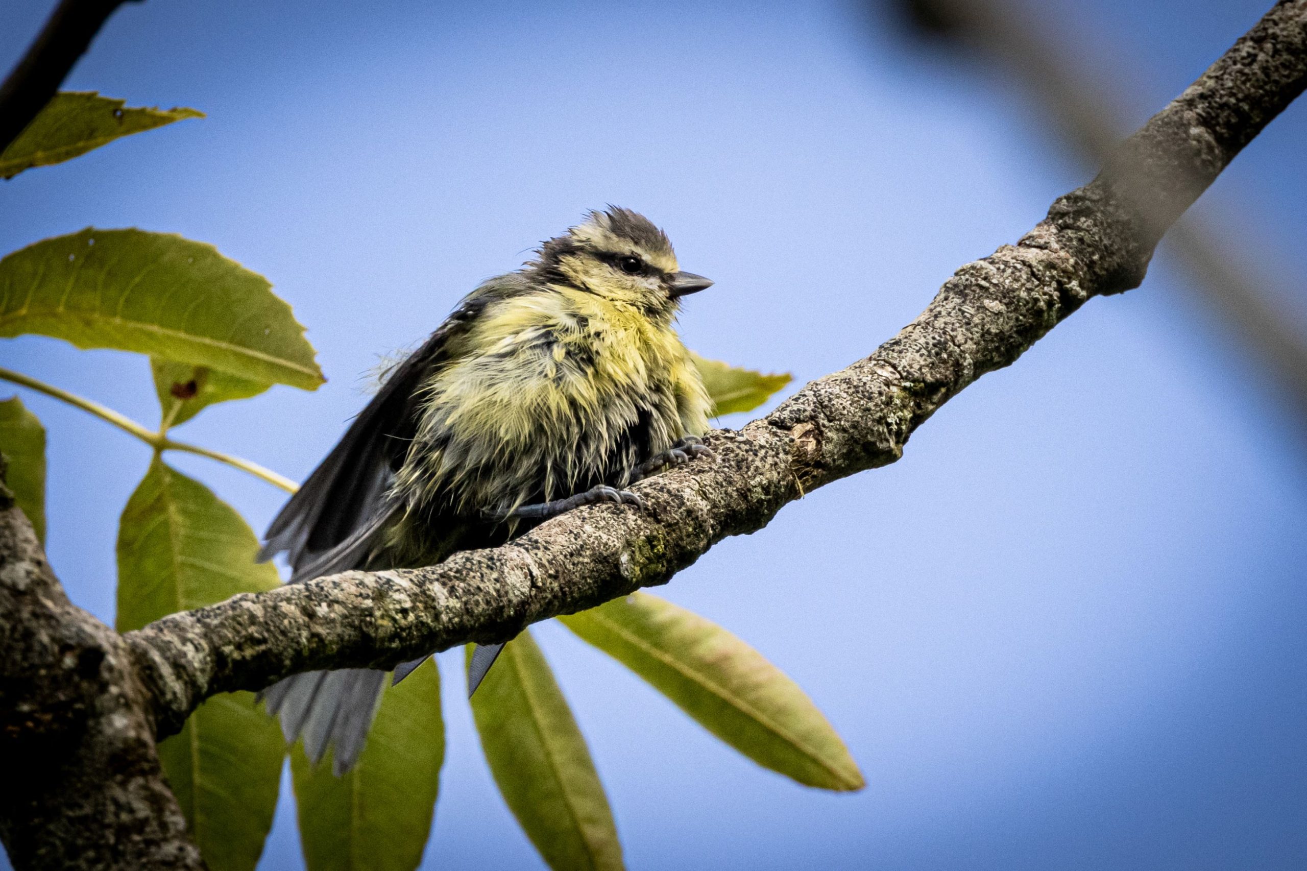 Bird Watching Dublin, Birding Killiney Hill, Birding Dalkey