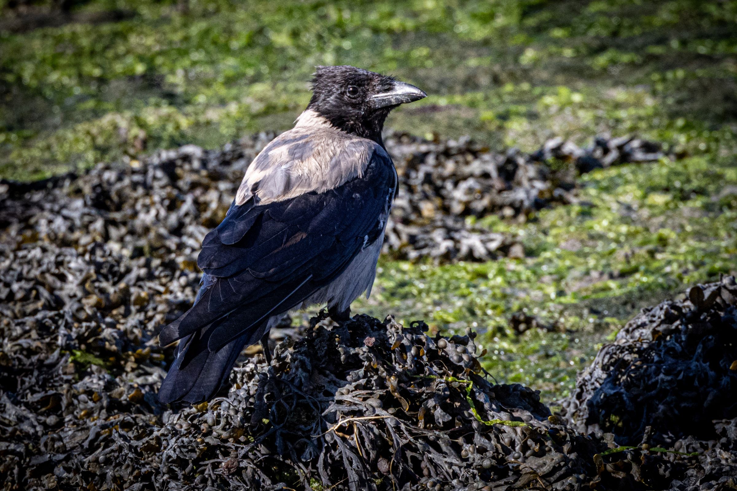 Bird Watching Ireland, Birding Corballis Beach Dublin