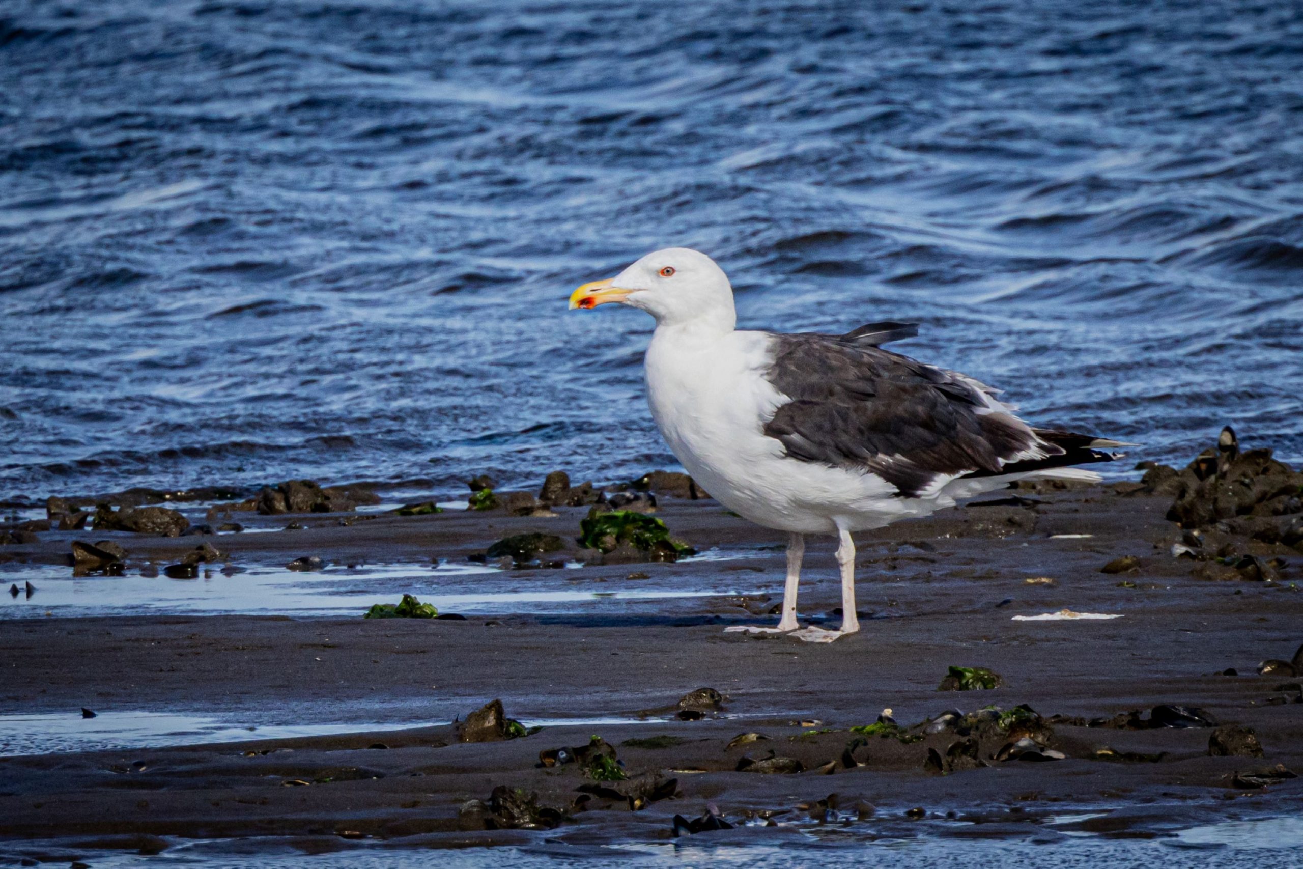 Bird Watching Ireland, Birding Corballis Beach Dublin