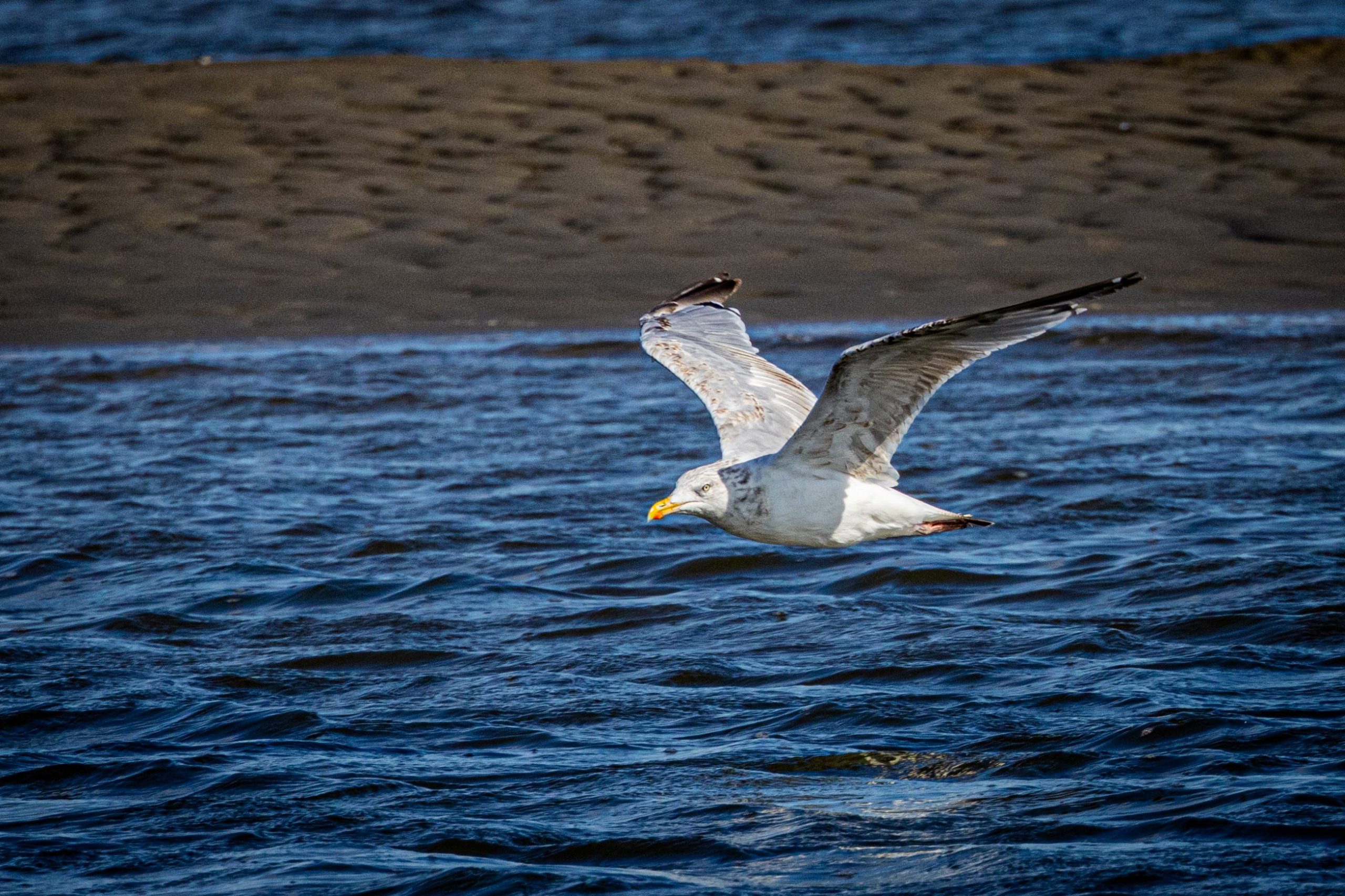 Bird Watching Ireland, Birding Corballis Beach Dublin
