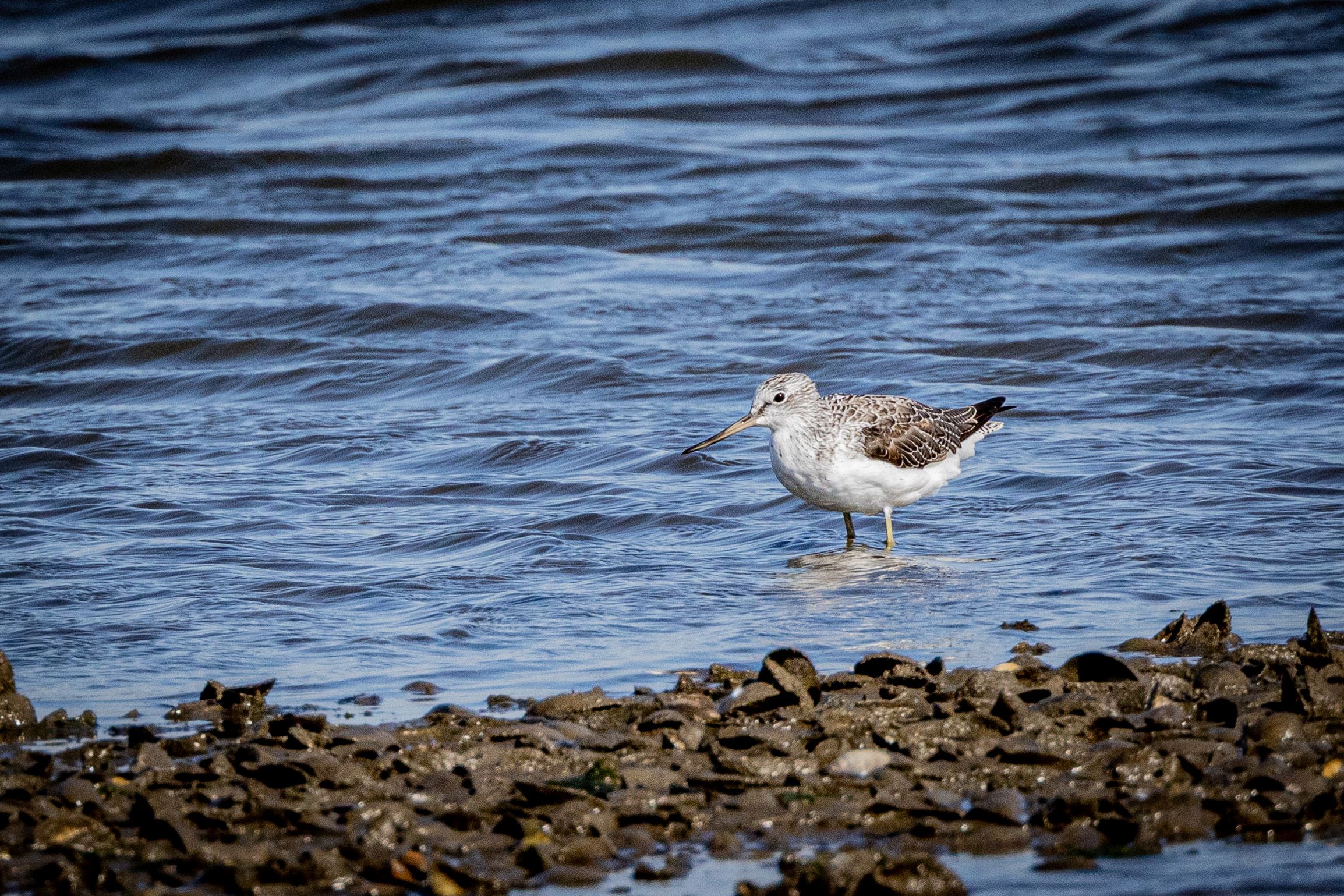 Bird Watching Ireland, Birding Corballis Beach Dublin