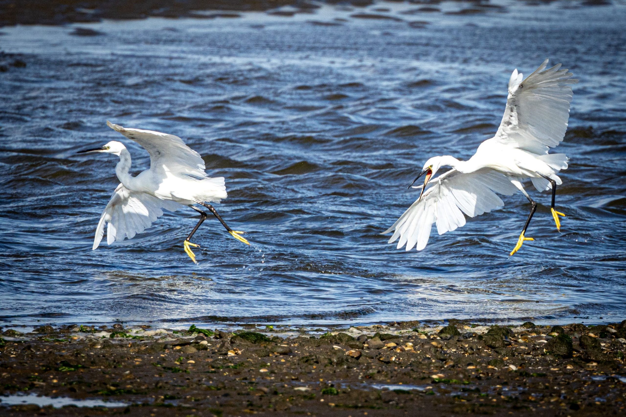 Bird Watching Ireland, Birding Corballis Beach Dublin