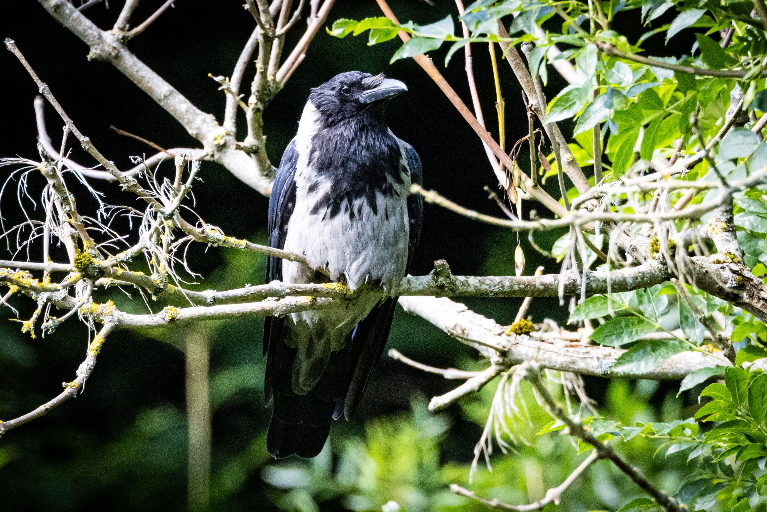 Bird Watching Dublin, Birding Killiney Hill, Birding Dalkey