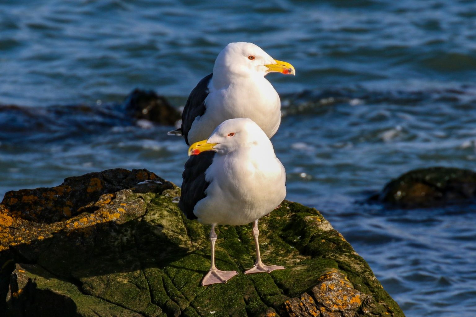 Gulls of Ireland, Seagulls Ireland, Gulls that visit Ireland