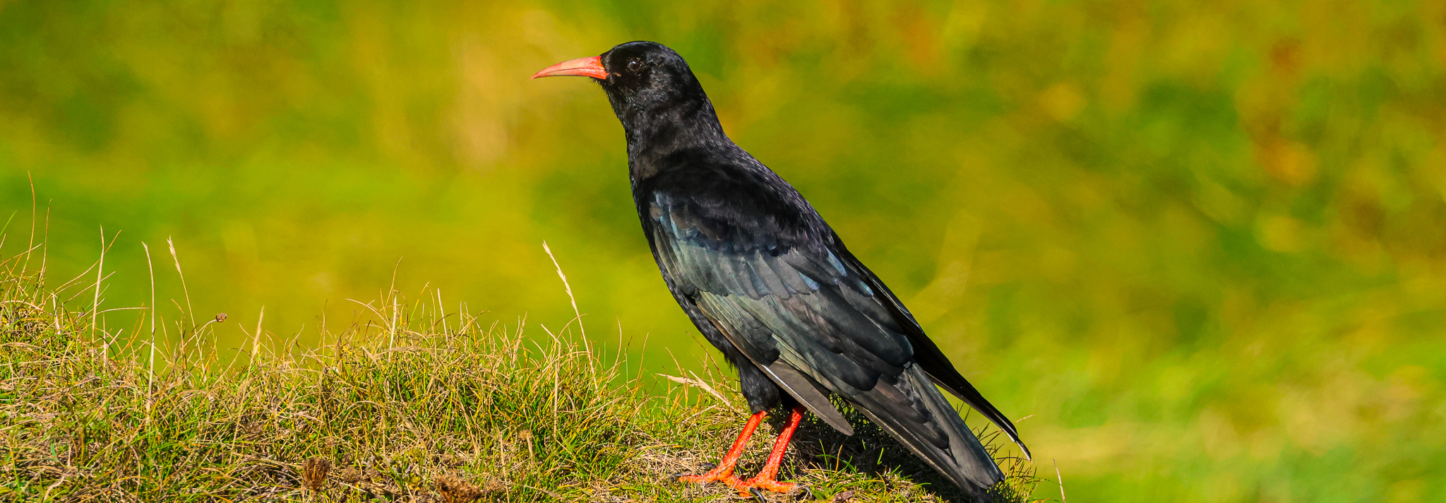 Birdwatching Ireland, Birding Ireland, Birding Sites Ireland
