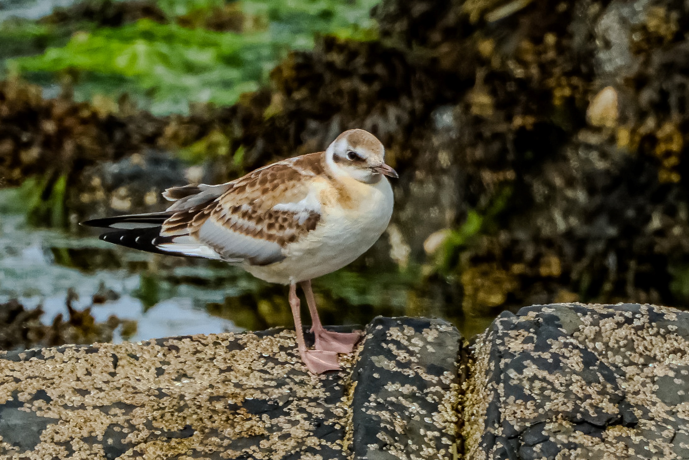 Gulls of Ireland, Seagulls Ireland, Gulls that visit Ireland